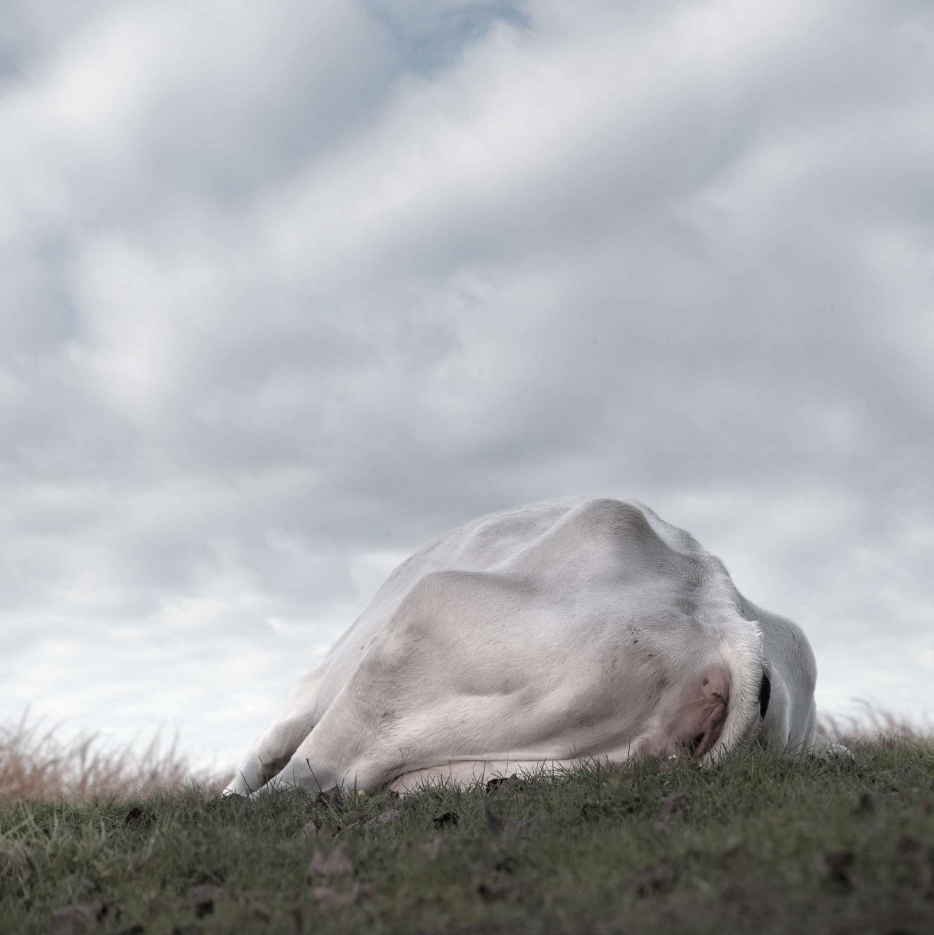 Animals | Koen Demuynck